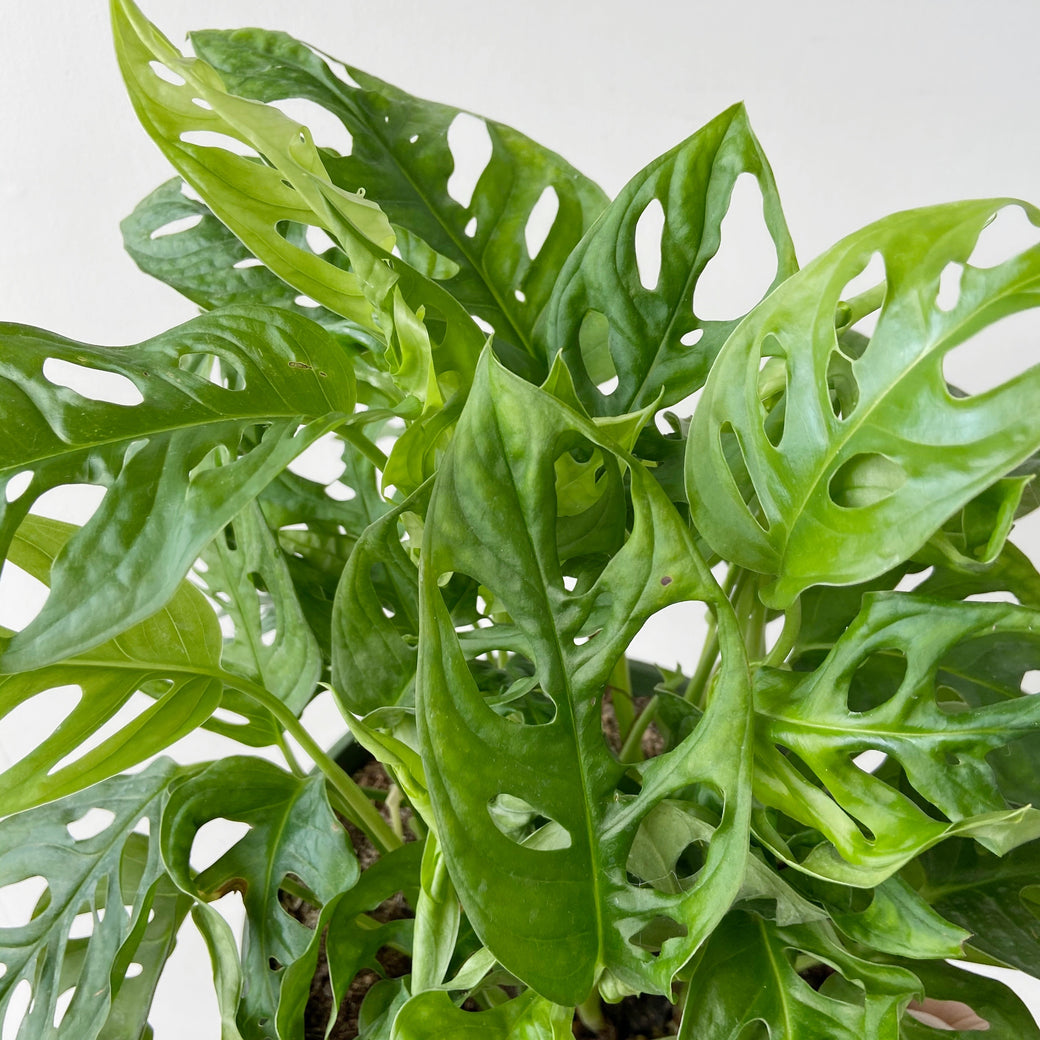 What to look for in a plant