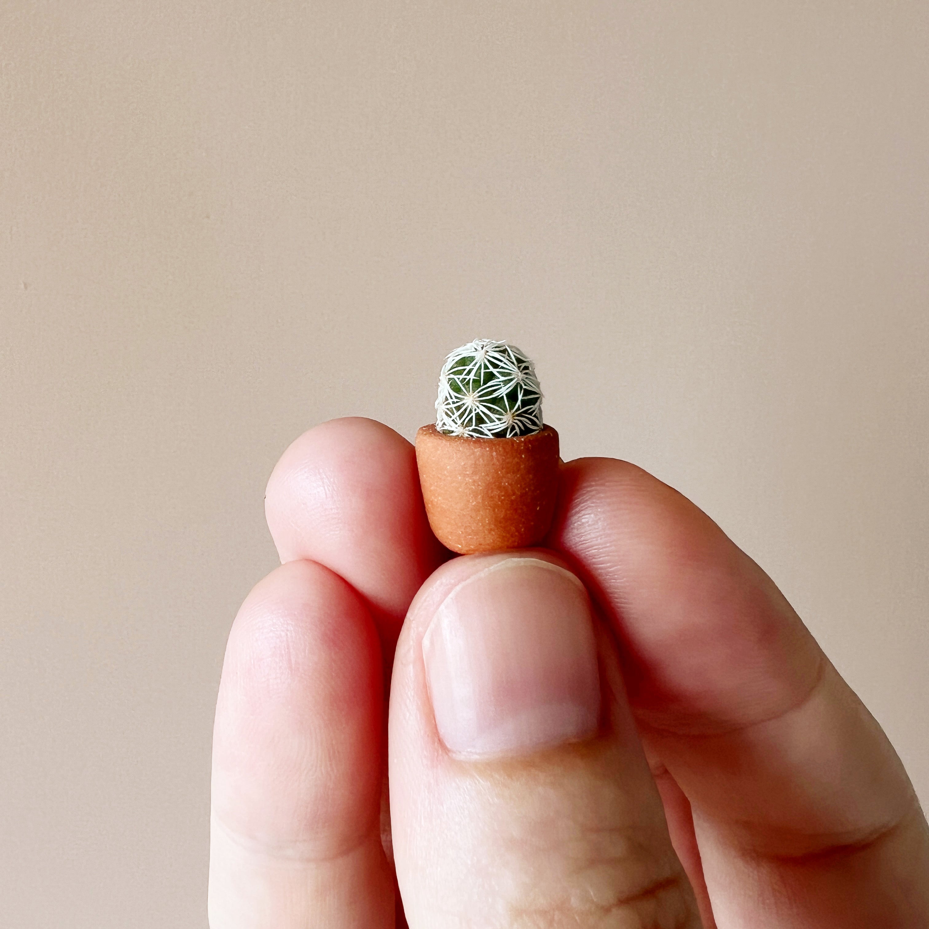 SURPRISE! Micro Mini Cactus Kit