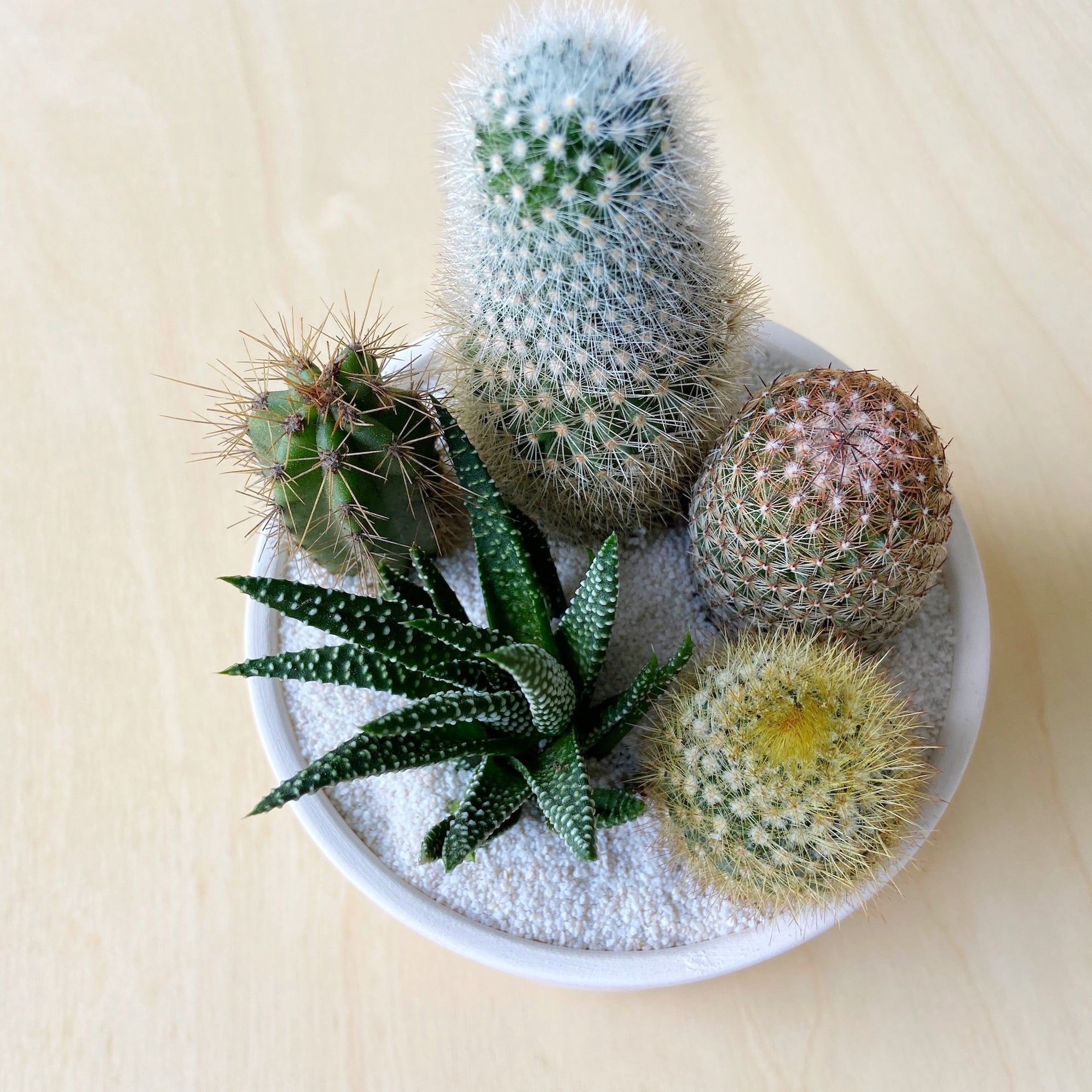 The Anti-Terrarium + Handmade Ceramic Planter