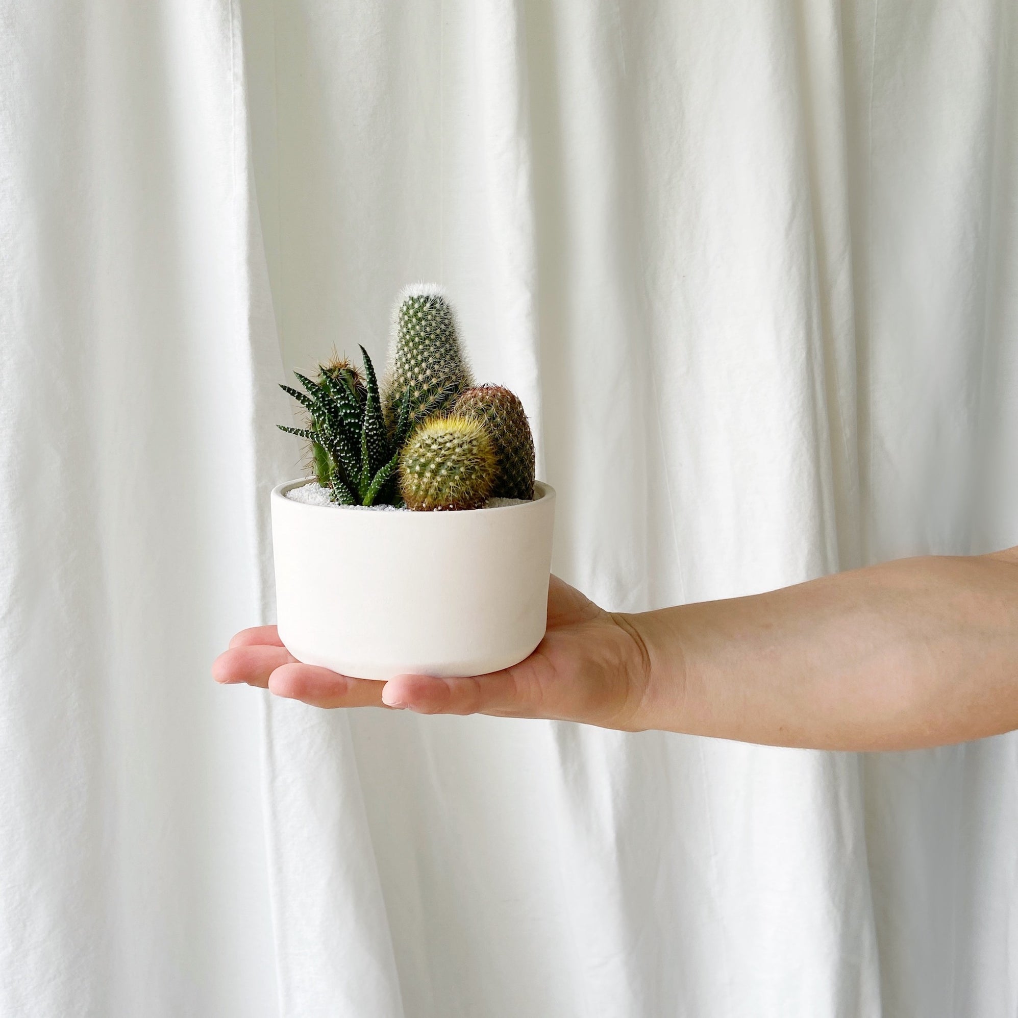 The Anti-Terrarium + Handmade Ceramic Planter