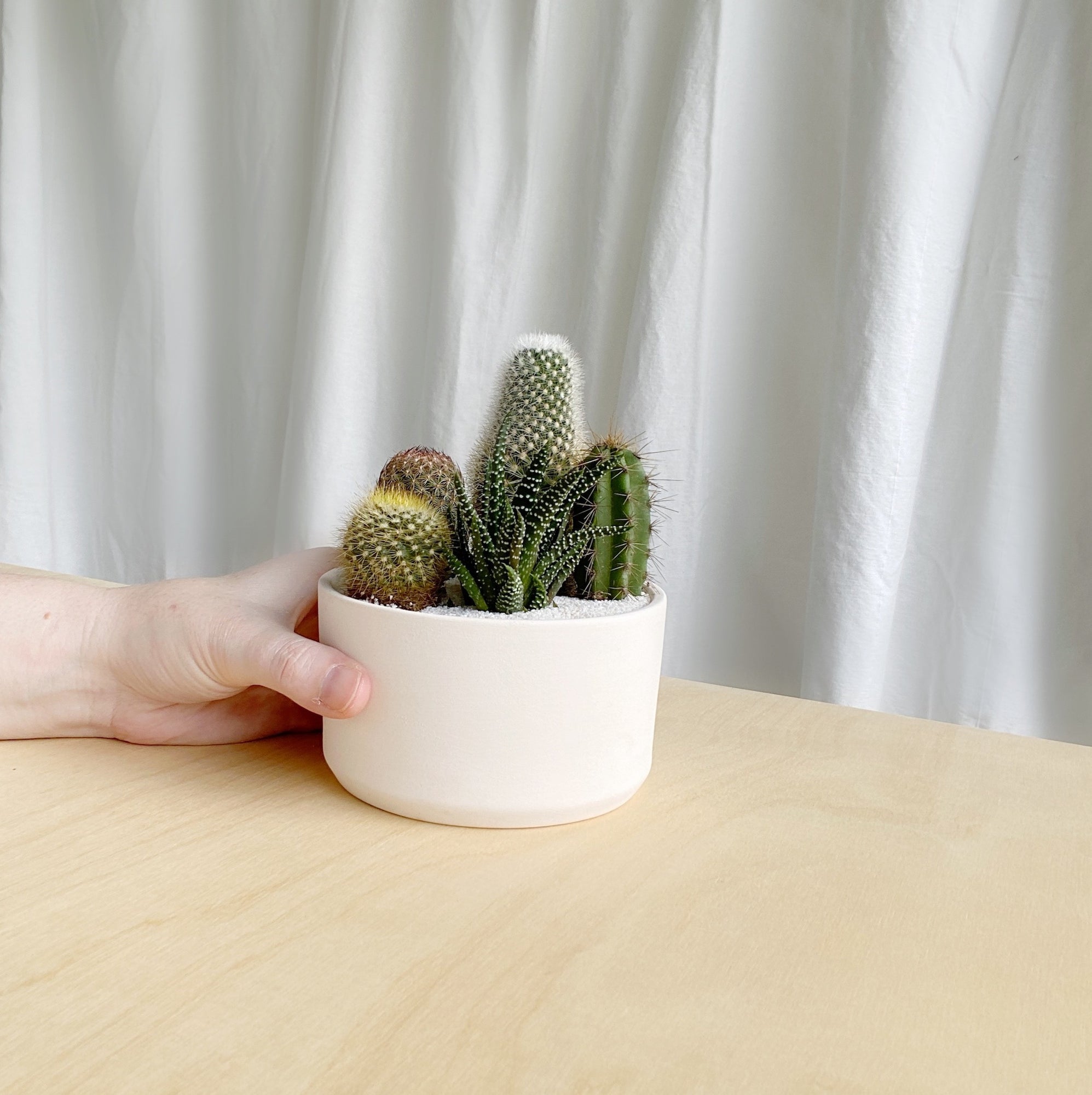The Anti-Terrarium + Handmade Ceramic Planter