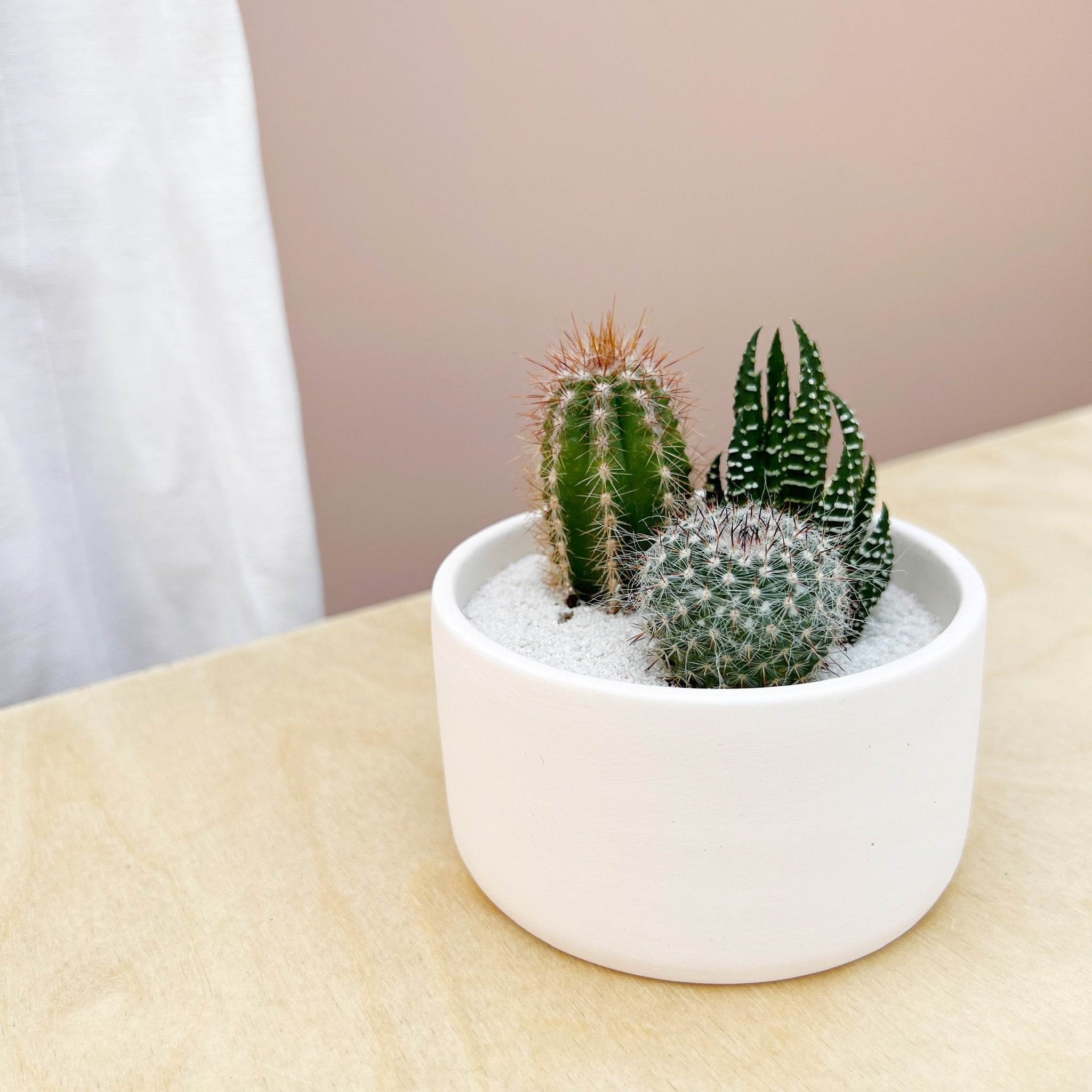 Friends Forever Cactus Trio + Handmade Ceramic Planter