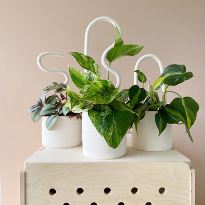 Plant Support Stake - The Loop